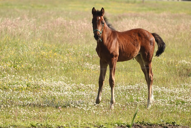 Foal Grass Field - Free photo on Pixabay - Pixabay