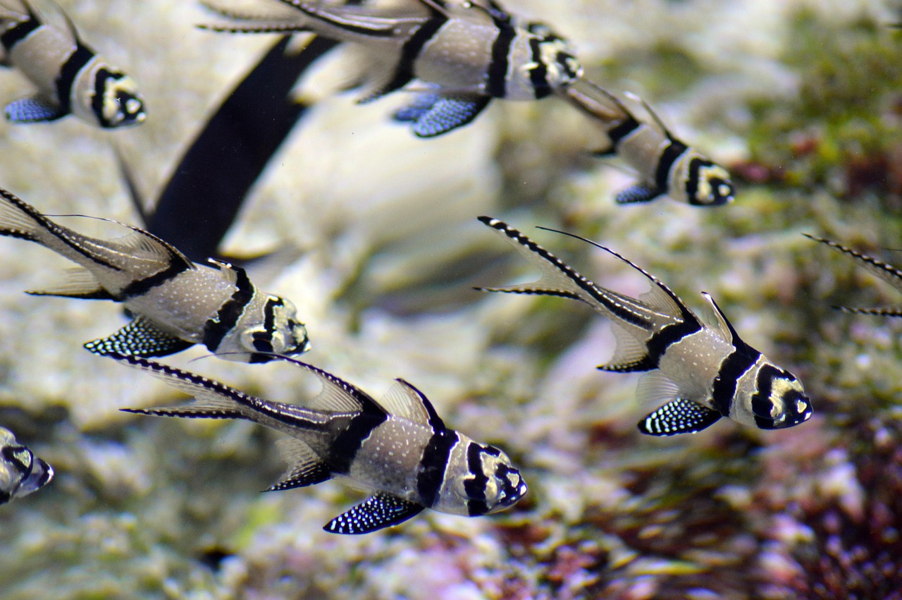 Mer Océan Poisson - Photo gratuite sur Pixabay - Pixabay