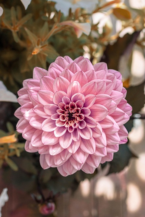 Dahlia Bunga Alam Musim - Foto gratis di Pixabay - Pixabay