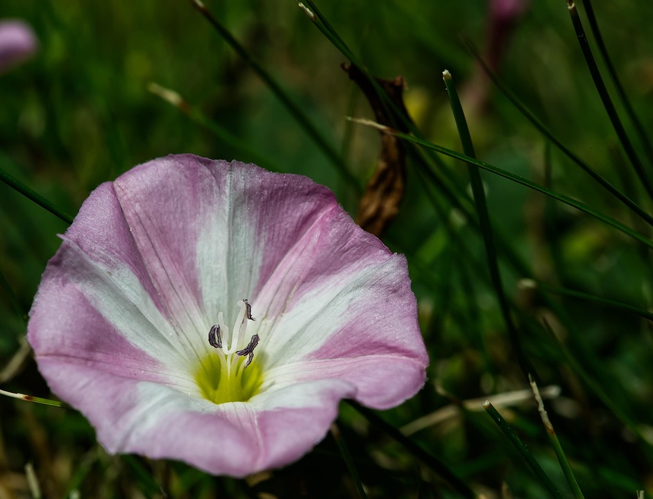 Enredadera Flor Rosa - Foto gratis en Pixabay - Pixabay