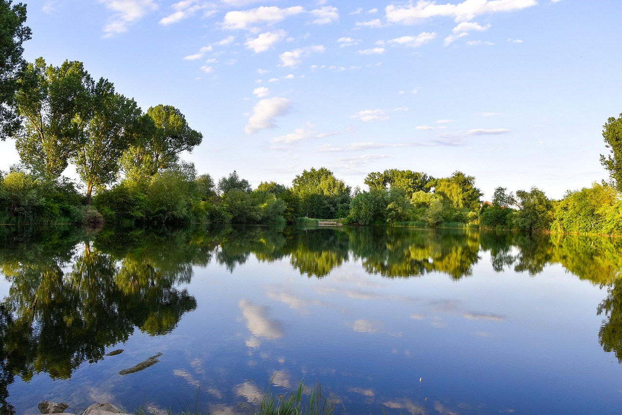 Lake Forest Trees - Free photo on Pixabay - Pixabay