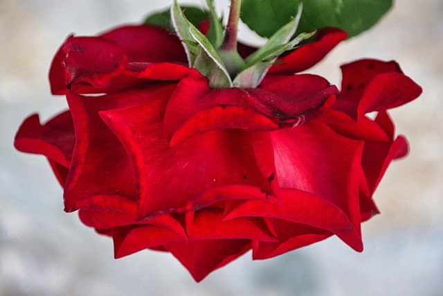 Mawar Cinta Romantis - Foto gratis di Pixabay - Pixabay