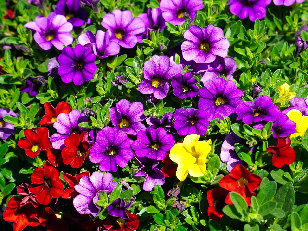 Petunias Flowers Plant - Free photo on Pixabay