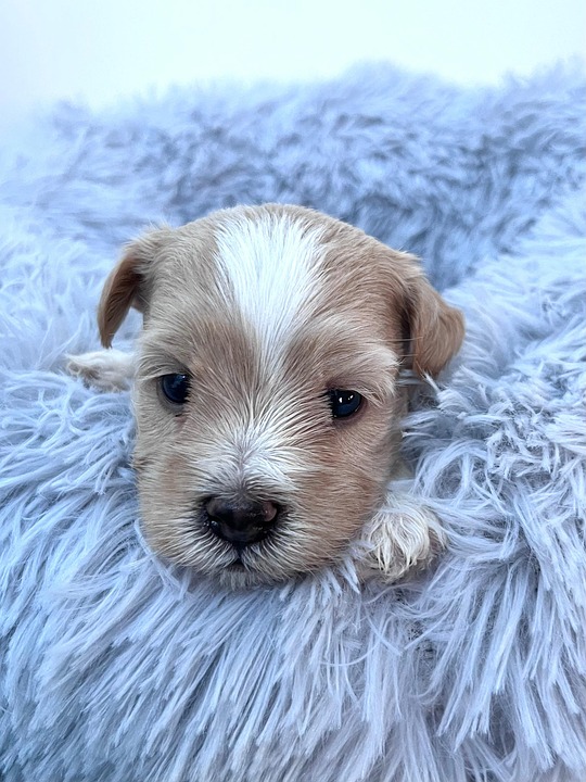 Havanese Puppy Dog Beige - Free photo on Pixabay - Pixabay