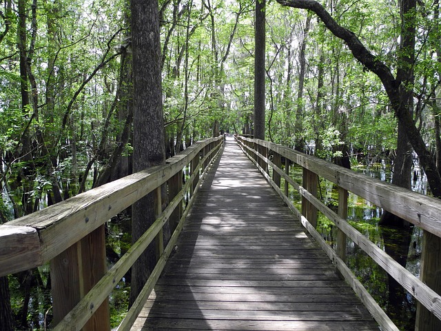 Promenade Forêt Nature - Photo gratuite sur Pixabay - Pixabay