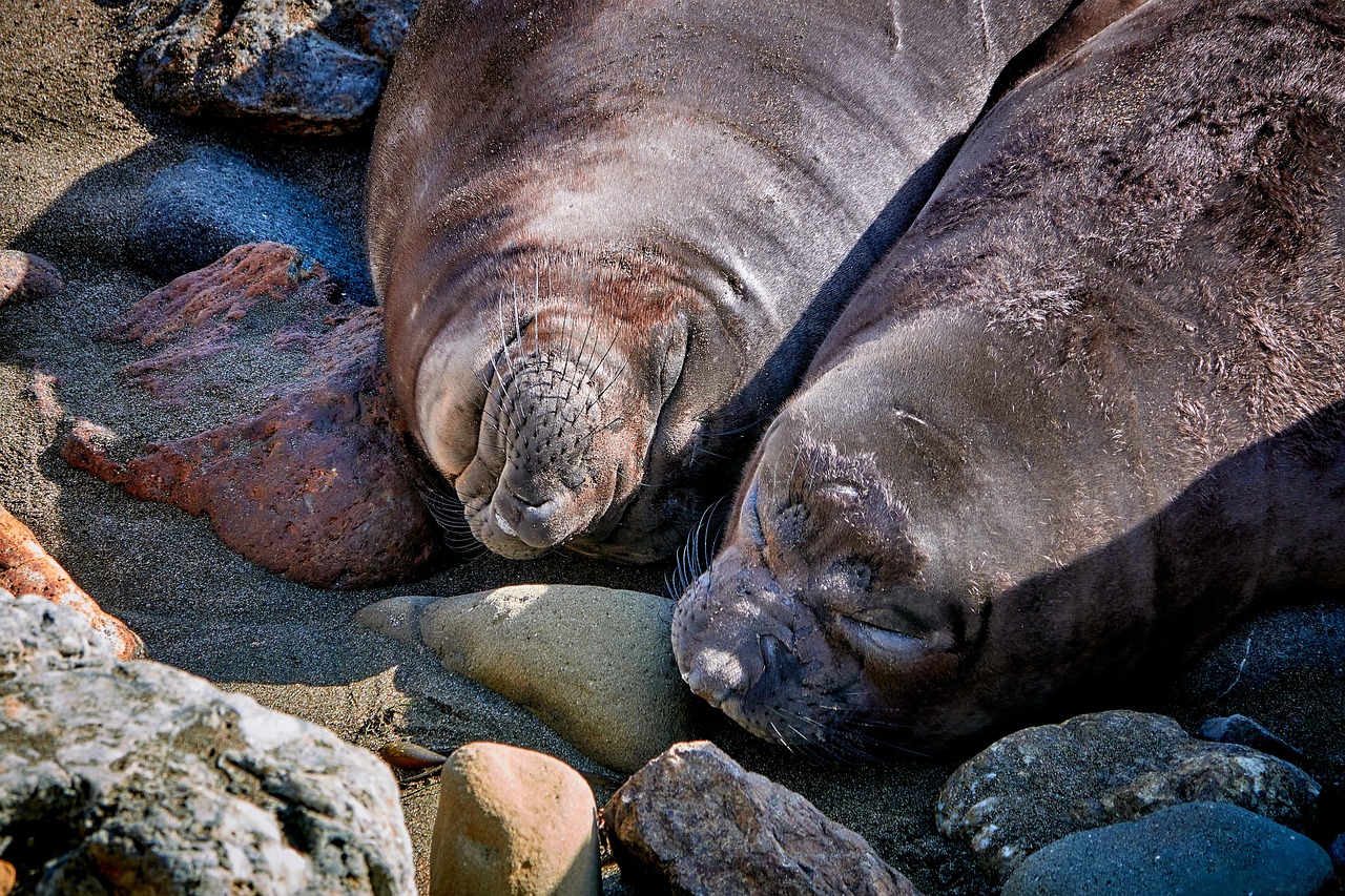 Singa Laut Mamalia Pasifik - Foto gratis di Pixabay - Pixabay