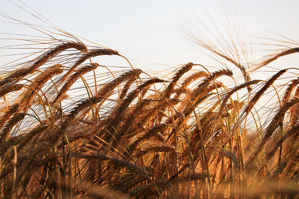 Barley Crops Plants - Free photo on Pixabay - Pixabay