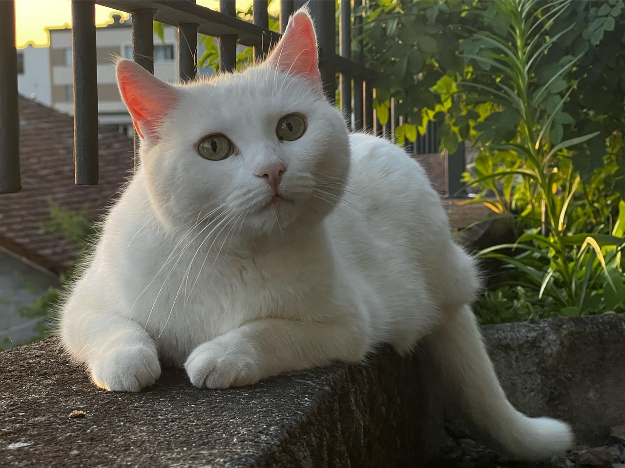 Kucing Putih Di Taman Meletakkan - Foto gratis di Pixabay - Pixabay