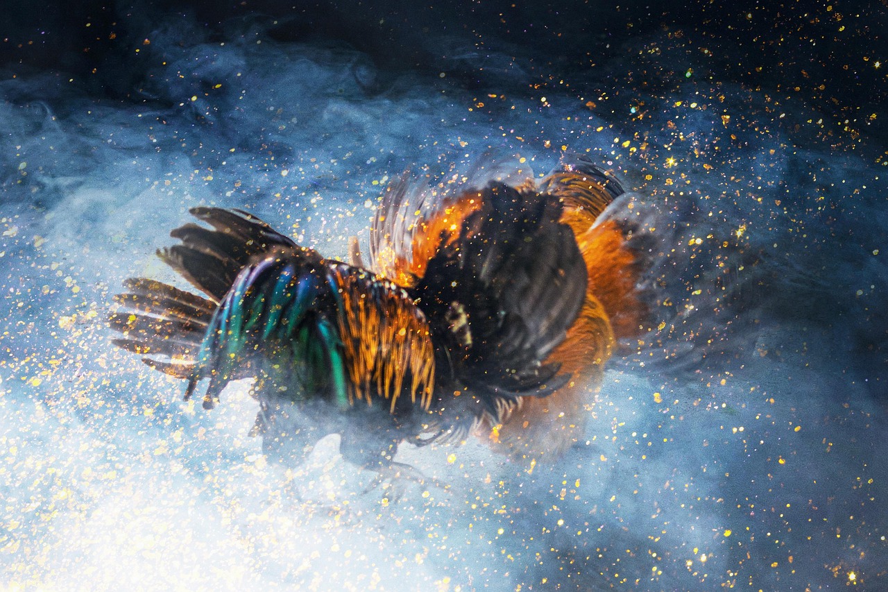 A Chicken Fight War Desperate - Free photo on Pixabay - Pixabay