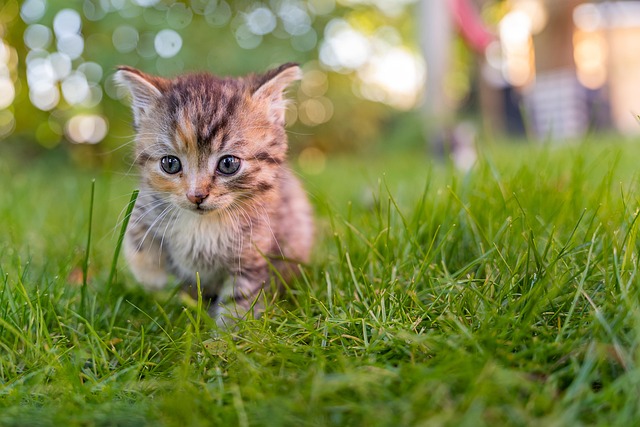 30,000+ Free Cute Baby Cat & Cute Images - Pixabay