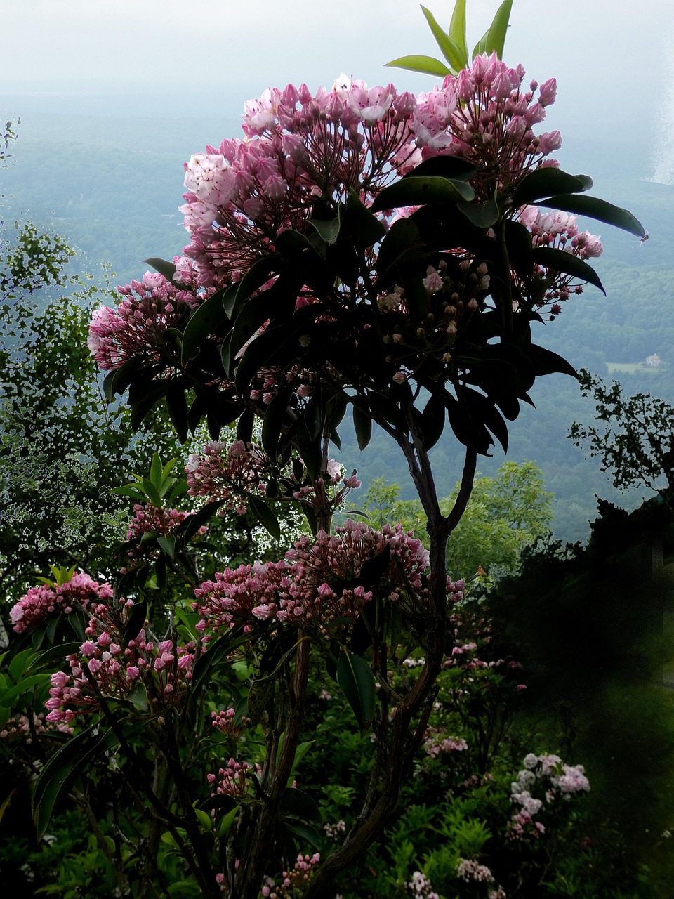 Kalmia Latifolia Laurier Des - Photo gratuite sur Pixabay - Pixabay