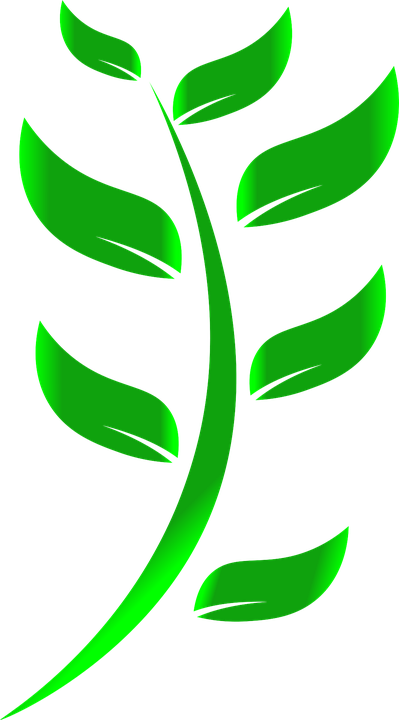 Download Leaf, Green, Eco-Friendly. Royalty-Free Vector Graphic - Pixabay