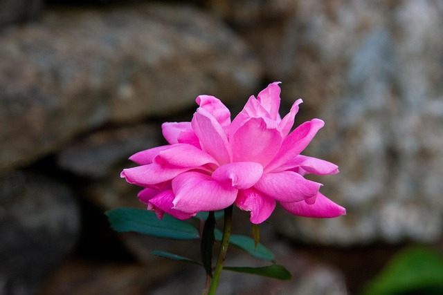 Flowers Wallpaper Gardening - Free photo on Pixabay