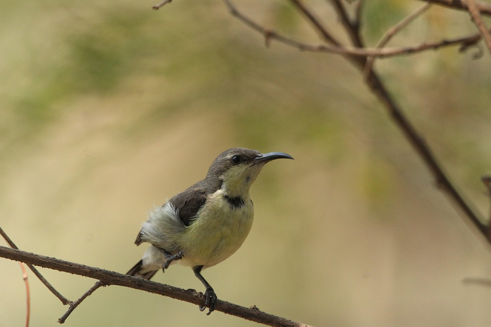 Purple Sunbird Bird Animal - Free photo on Pixabay