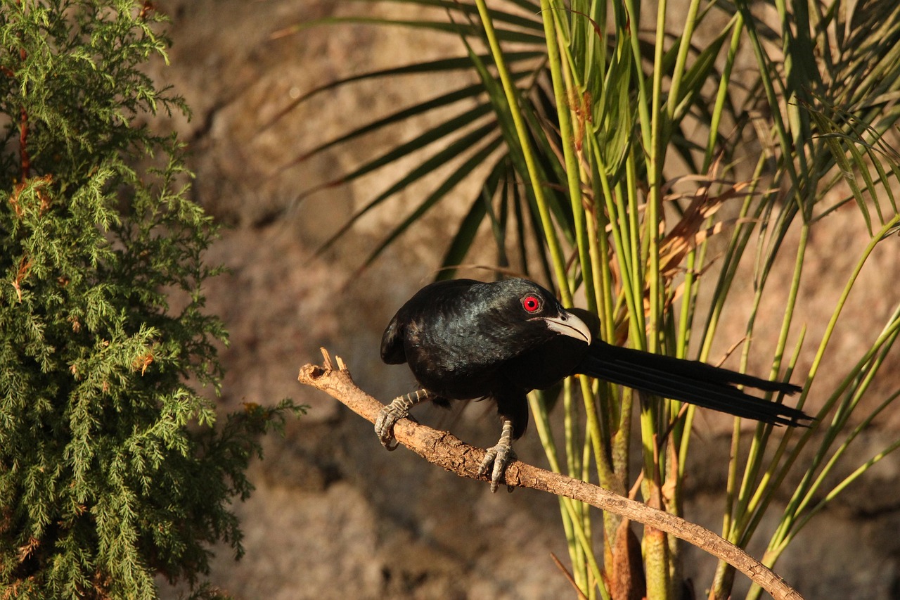100,000+ Free Cuckoo Bird & Cuckoo Images - Pixabay