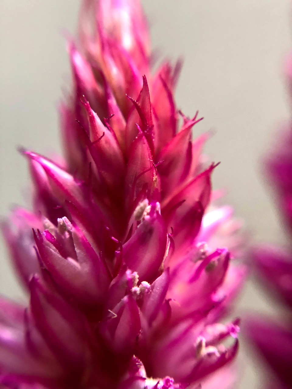 Bunga Merah Jambu Mekar - Foto gratis di Pixabay - Pixabay