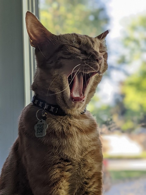 Kucing Menguap Lidah - Foto gratis di Pixabay - Pixabay