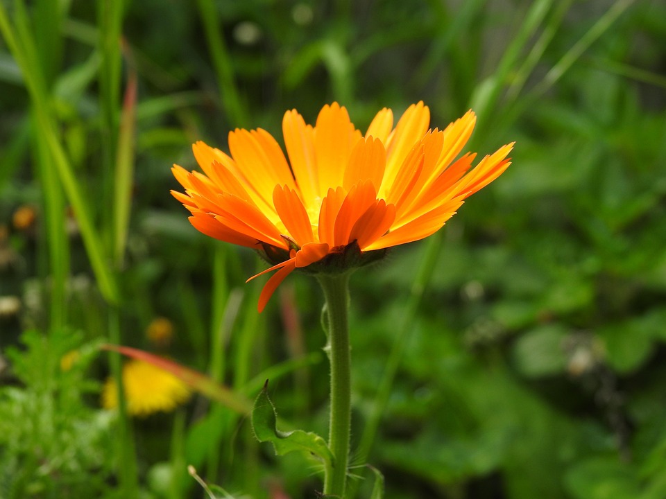 Calendula Bunga Musim Semi - Foto gratis di Pixabay - Pixabay