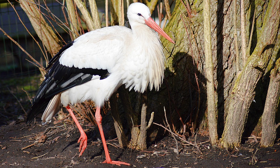 Stork White Rattle - Free photo on Pixabay