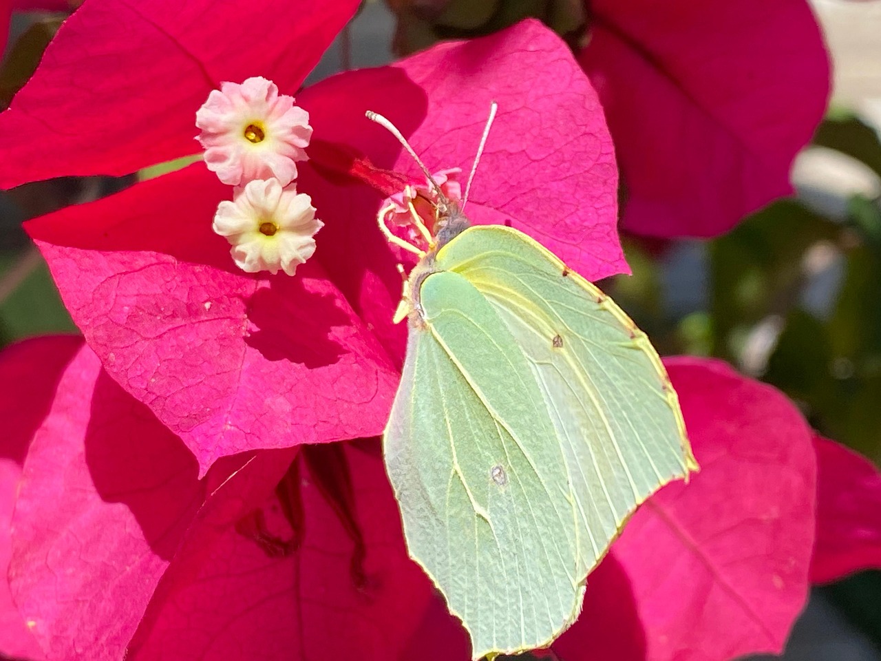 Gonepteryx Rhamni Perhonen - Ilmainen valokuva Pixabayssa