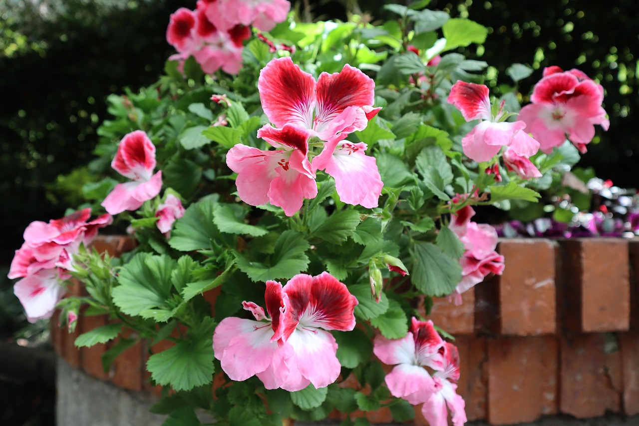 Pélargonium Royal Fleurs Plantes - Photo gratuite sur Pixabay - Pixabay