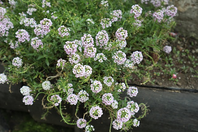 Sweet Alyssum Flowers Plant - Free photo on Pixabay - Pixabay