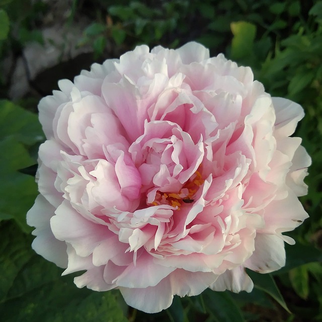 Blume Pfingstrose Gartenarbeit - Kostenloses Foto auf Pixabay - Pixabay
