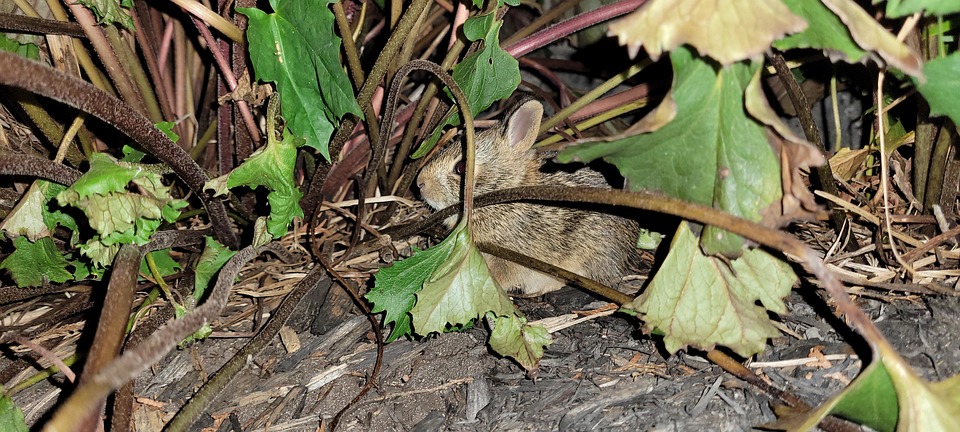 Baby Niedlich Hase - Kostenloses Foto auf Pixabay