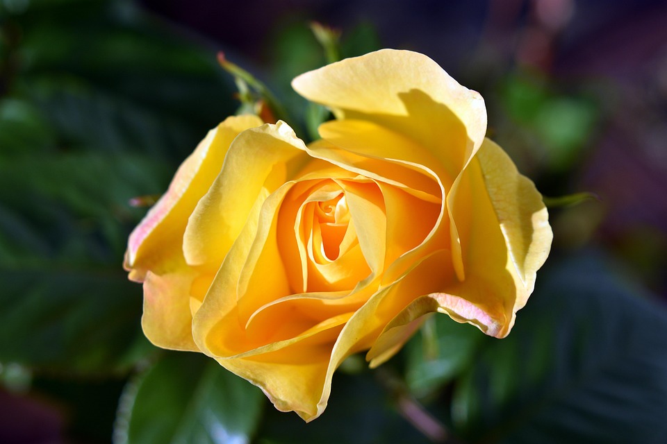 Rose Yellow Flower - Free photo on Pixabay