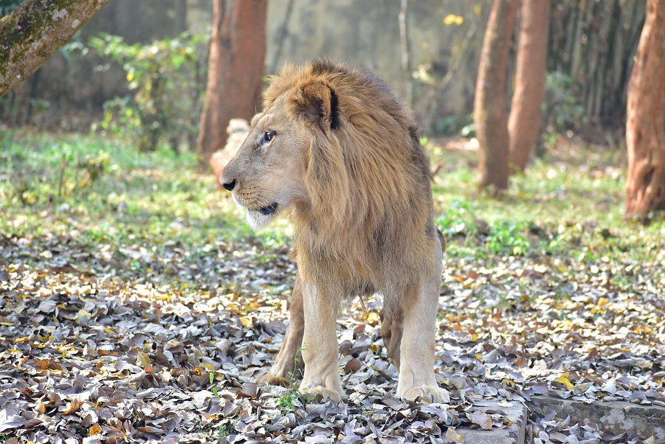 Lion Animal Poster - Photo gratuite sur Pixabay - Pixabay