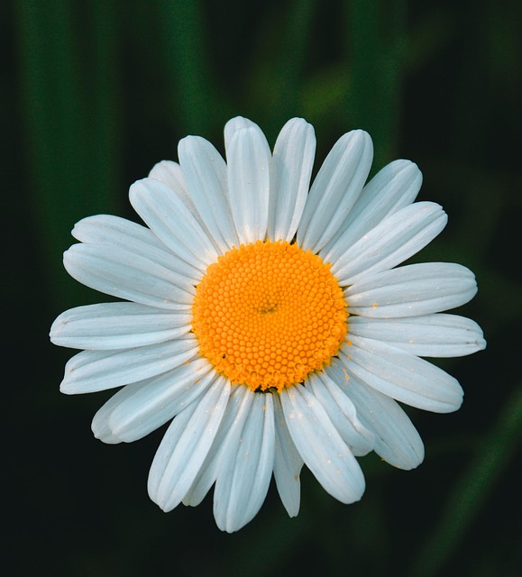 Chamomile Flowers Treatment - Free photo on Pixabay - Pixabay