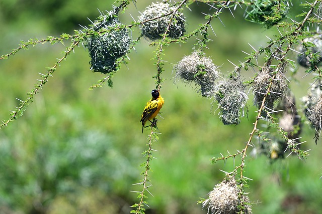 Village Weaver Bird Spotted-Backed - Free photo on Pixabay
