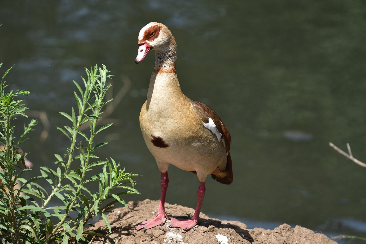Egyptian Goose Animal Masai Mara - Free photo on Pixabay