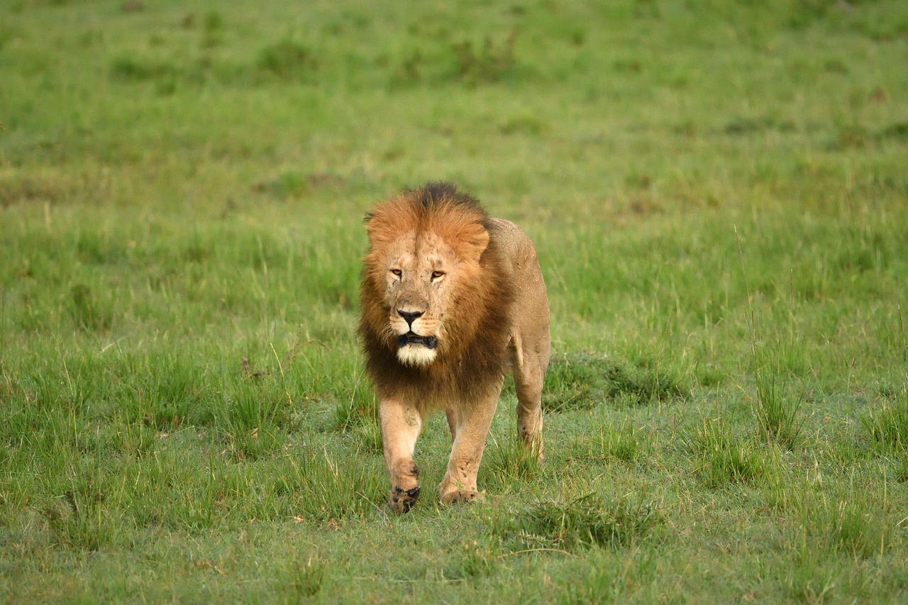 Lev Zviera Cicavec Panthera - Fotografia zdarma na Pixabay - Pixabay