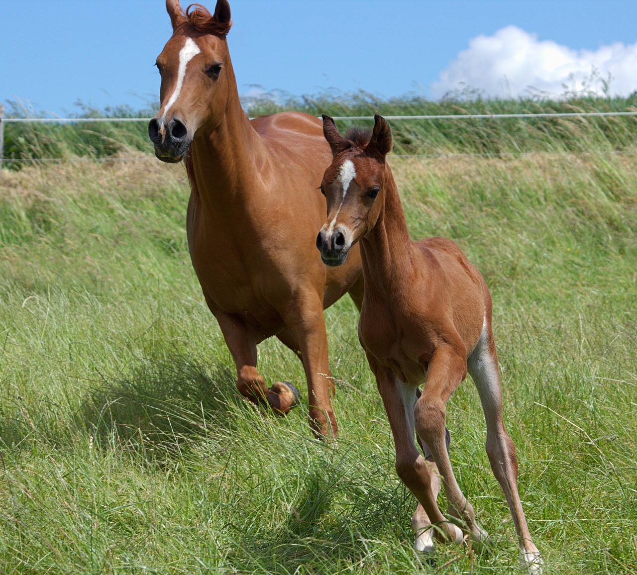 Arábica Caballos Moverse - Foto gratis en Pixabay - Pixabay