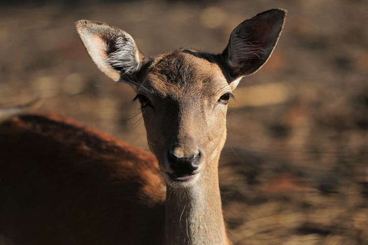 80+ Free Hind & Deer Images - Pixabay