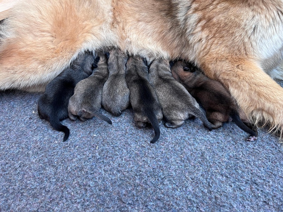 Eurasier Litter Head - Free photo on Pixabay - Pixabay