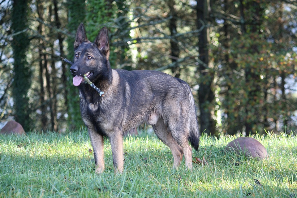 Allemand Berger - Photo gratuite sur Pixabay - Pixabay