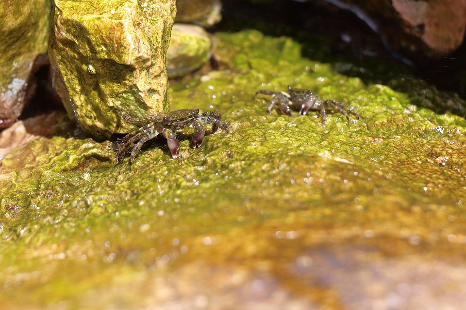 Crabs Sea Algae - Free photo on Pixabay - Pixabay