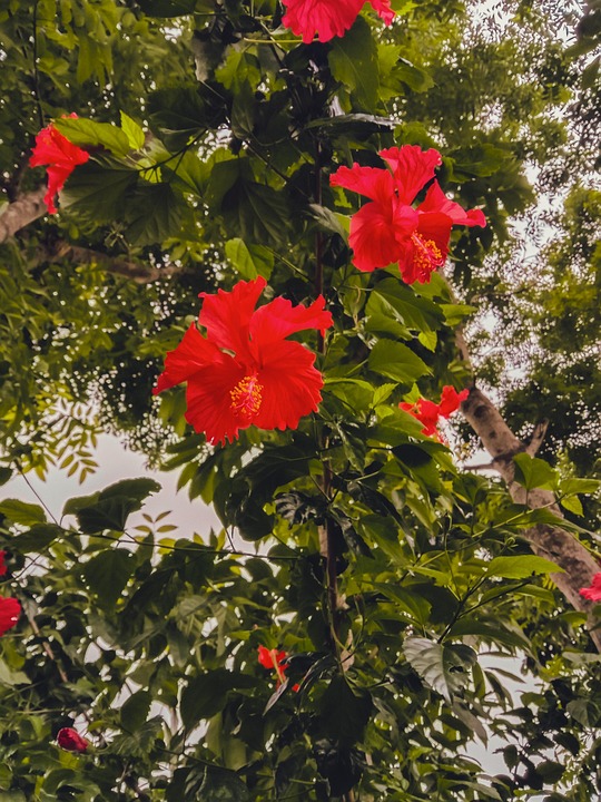 Flower Beautiful Leaves - Free photo on Pixabay