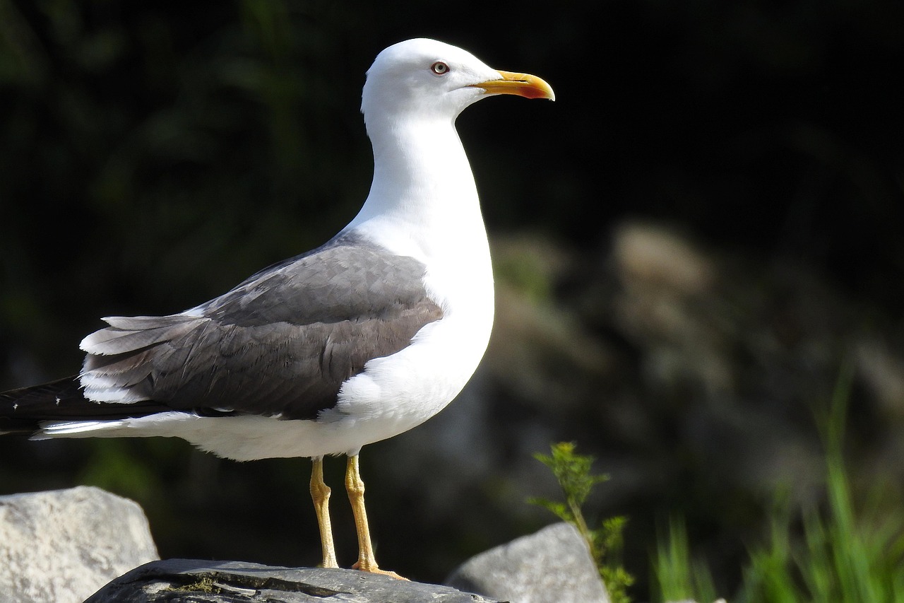 Mouette Oiseau Roche - Photo gratuite sur Pixabay