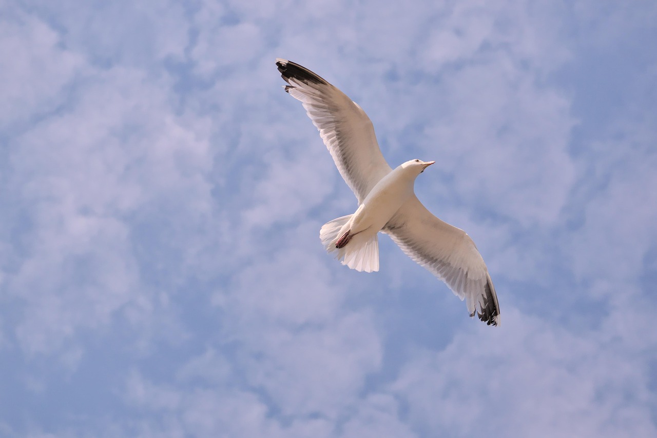 Gull Bird Seabirds - Free photo on Pixabay