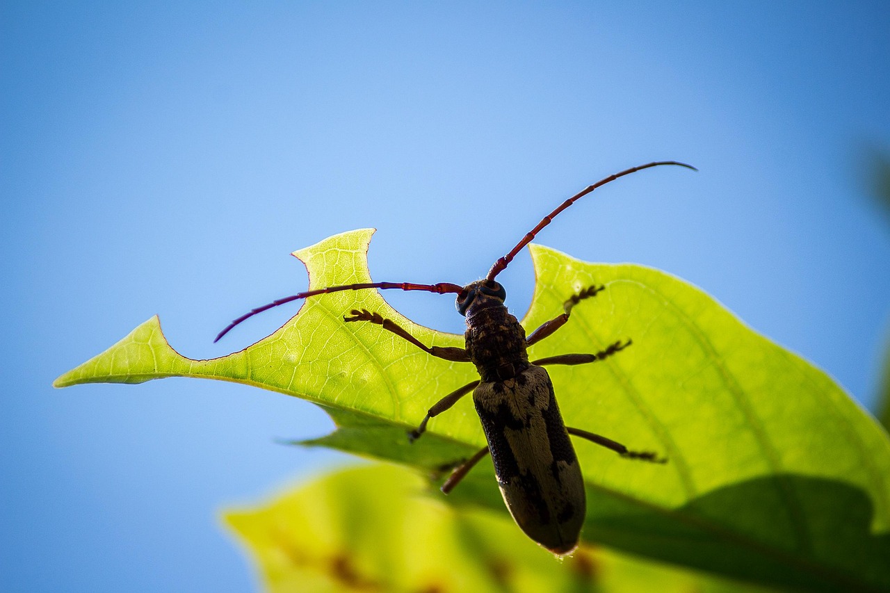 Longhorn Beetle Insect Leaf - Free photo on Pixabay - Pixabay