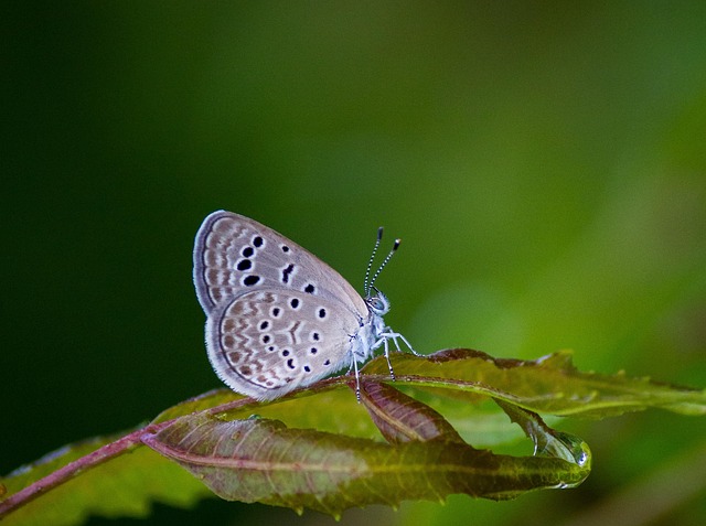 Vlinder Insect Blad Dieren In Het - Gratis foto op Pixabay - Pixabay