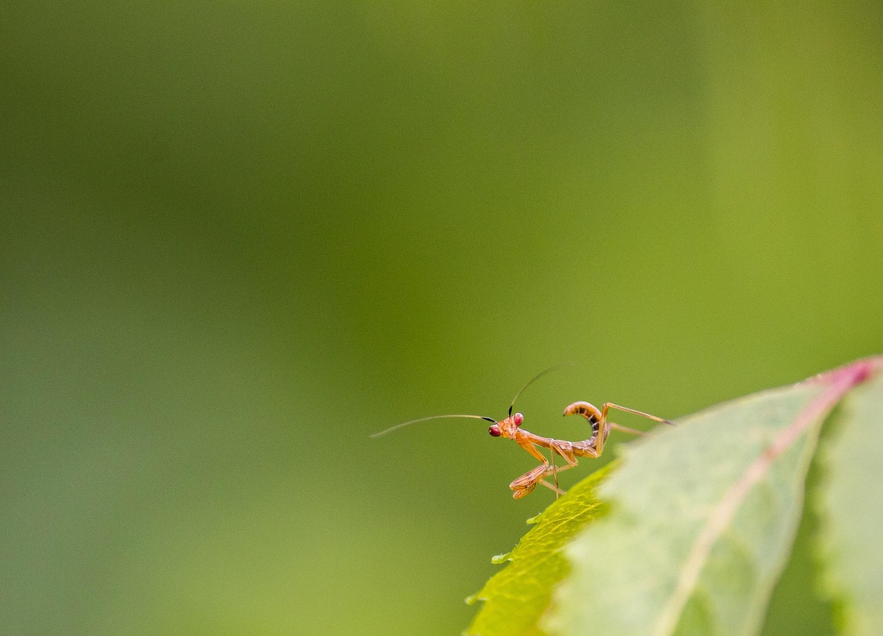 Mante Insecte Animal - Photo gratuite sur Pixabay - Pixabay