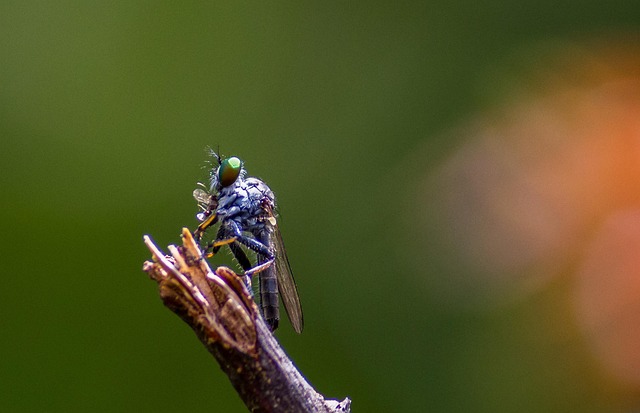 Voleur Voler Insecte Entomologie - Photo gratuite sur Pixabay - Pixabay