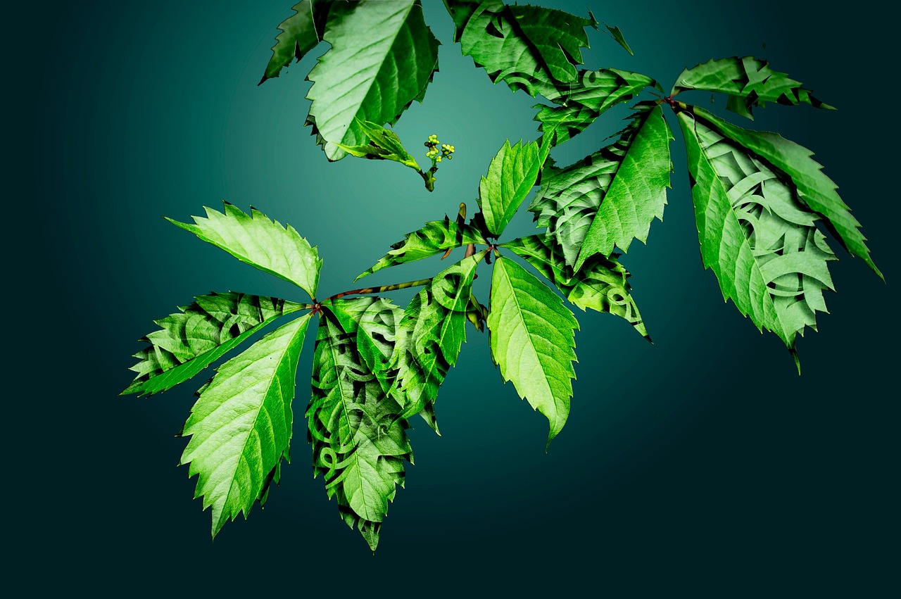 Efeu Wilde Trauben Botanische - Kostenloses Bild auf Pixabay - Pixabay