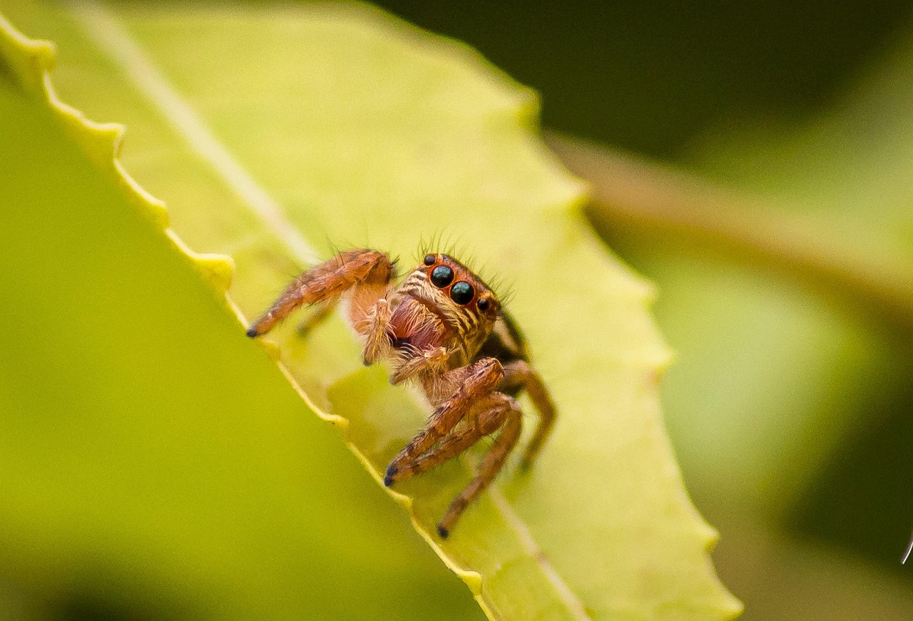 4+ Free Évarcha & Spider Images - Pixabay