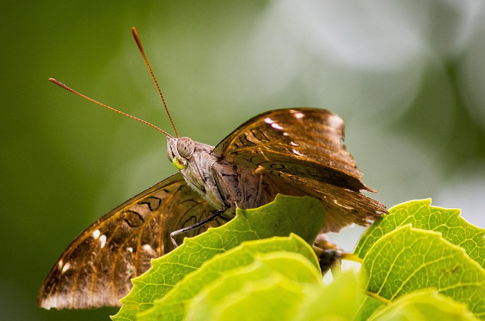 Insecto Fauna Silvestre Naturaleza - Foto gratis en Pixabay