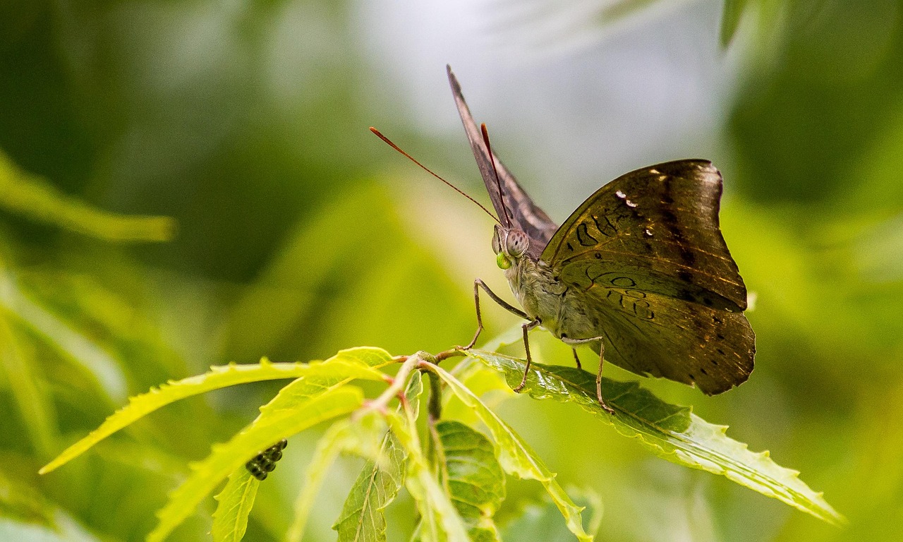 Insecto Fauna Silvestre Naturaleza - Foto gratis en Pixabay - Pixabay
